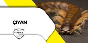 Çiyan Hakkında Bilgiler - istanbulilaclama.com